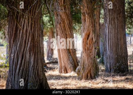 Juniper forest (Juniperus thurifera), listed monumental tree ...
