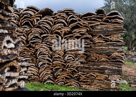 Cork collected in cork oak forests near Taida, Rift mountains, Morocco ...