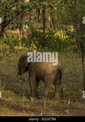 Cute baby elephant in the forest with dense green trees and big ...
