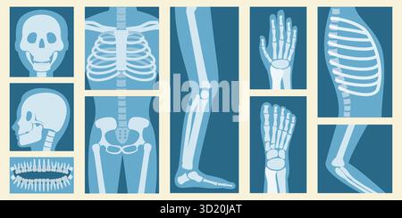 human skeleton parts anatomy 3d illustration Stock Photo - Alamy