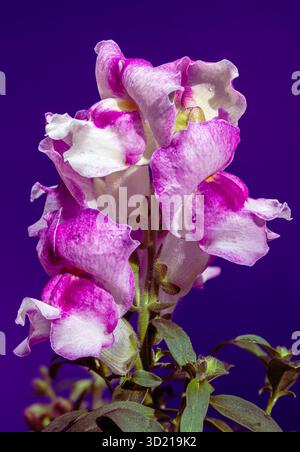 Close-up of a Snapdragon with Water Droplets on deep purple Stock Photo ...
