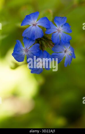 Japanese anemone 'Whirlwind' in flower Stock Photo - Alamy