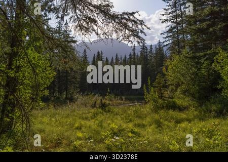 Sunlit forest clearing with tall trees and lush greenery in a serene ...