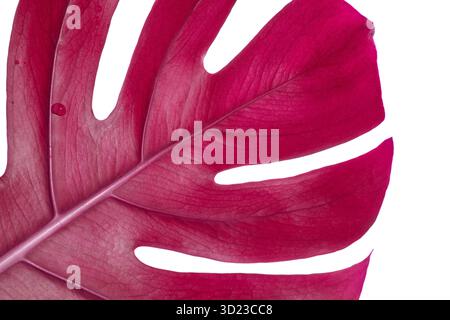 Vibrant pink monstera leaf close-up on white background highlighting ...