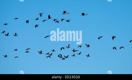 Birds flying in a wide sky in the sunset Stock Photo - Alamy