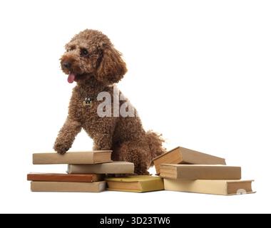 Toy poodle puppy on books Stock Photo - Alamy