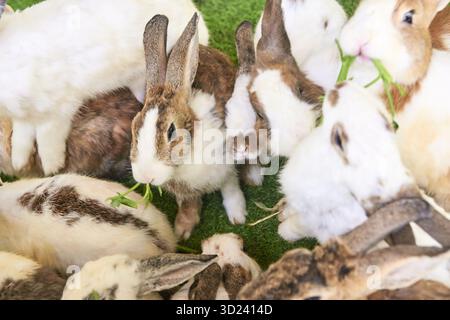 Group of fluffy rabbits on a white background Stock Photo - Alamy