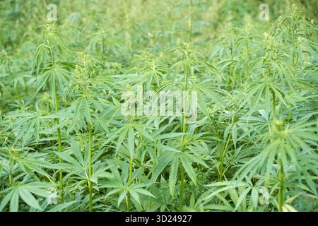 Lush Green Hemp Field Under a Beautiful Blue Sky with White Clouds ...