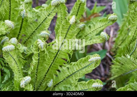 Close-up of vibrant fern fronds with bold color, intricate leaf ...