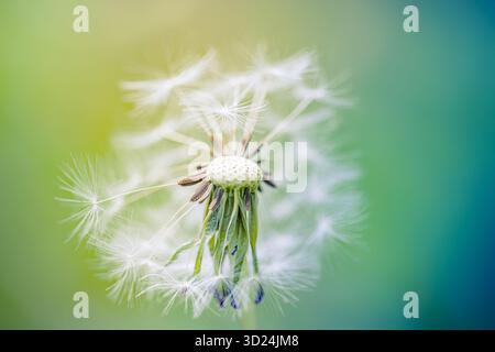 Dandelion on light background, macro Stock Photo - Alamy