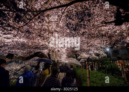 People walking under blooming illuminated cherry trees at night ...