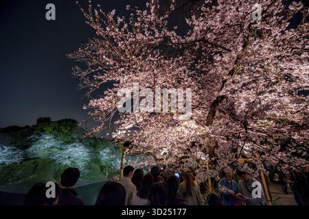 People walking under blooming illuminated cherry trees at night ...