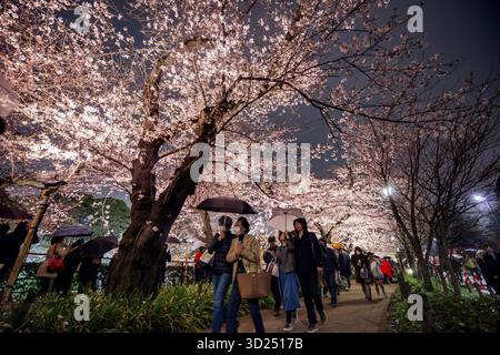 People walking under blooming illuminated cherry trees at night ...