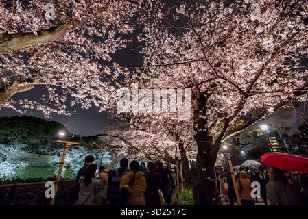 People walking under blooming illuminated cherry trees at night ...