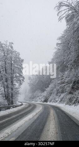 Atmospheric forest scene with a path curving through mossy trees and ...