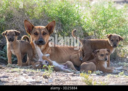 Egyptian 'baladi' stray dog mother with four puppies, Cairo, Egypt ...