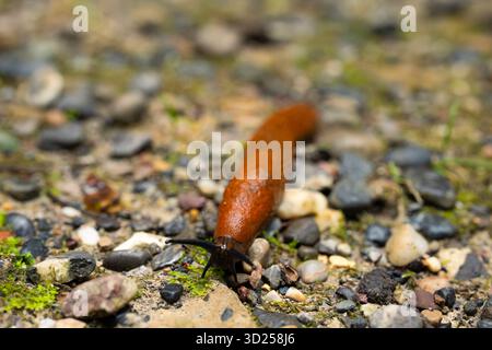 Spanish slug on rocky ground. Close up, ground level macro shot, no ...