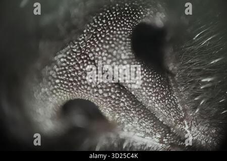 Extreme close-up of cat nose with surrounding fur and whiskers ...