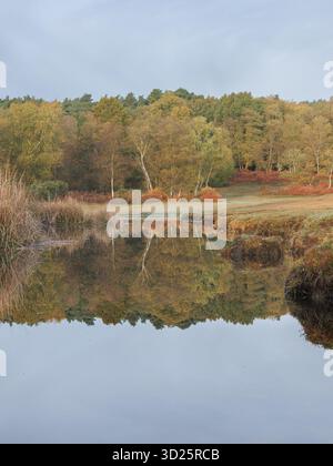 A Still New Forest pond reflecting autumnal trees in it’s still water ...