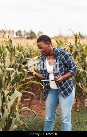 African farmer using tablet for research cabbage and vegetables in ...