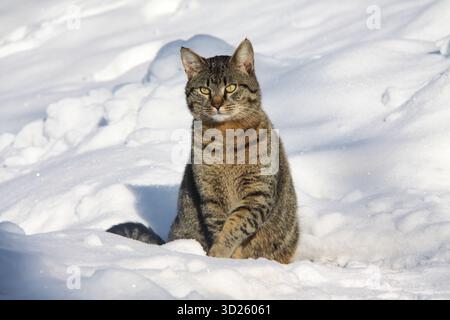 Tabby cat sitting in deep snow Stock Photo - Alamy