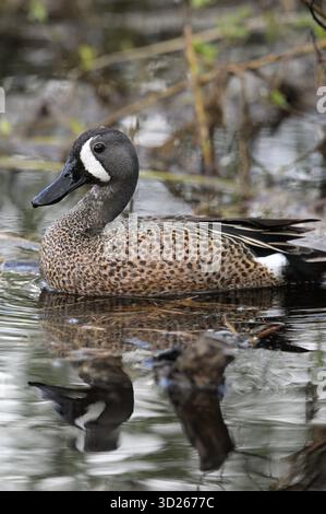 Blue-winged Teal (Spatula discors), Bear Lake National Wildlife Refuge ...
