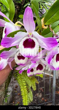 Orchid (Orchidaceae), a flower from the Angiosperm family, with ...