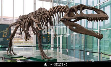 Turin, Italy. 29th Oct, 2025. A model of the skeleton of the dinosaur ...