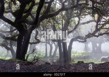 Misty ancient trees in the enchanting Fanal Forest, Madeira Island ...