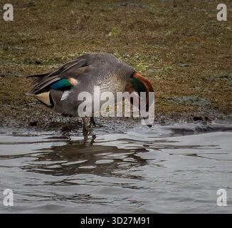 Eurasian teal (Anas crecca), male standing on deadwood in the water ...