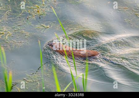 Muskrat, Ondatra zibethicuseats swiming at the surface of the lake ...