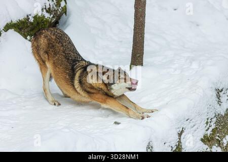 Eurasian wolf (Canis lupus lupus) youngster in a forest, Hessen ...