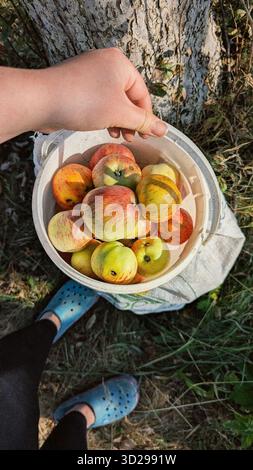 Still life autumn photo of freshly picked yellow quinces in a basket ...
