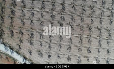 Drone view of aligned almond trees with striking shadows on cultivated ...