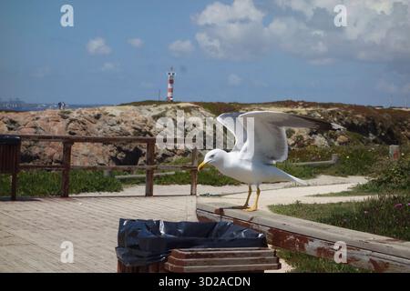 gull or seagull a seabird known for their squawking calls gull or ...