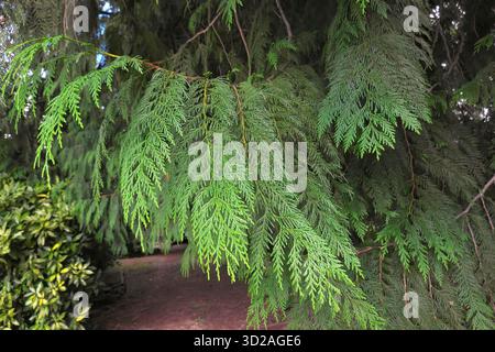 Western red cedar tree branch with green linear shaped leaves against a ...