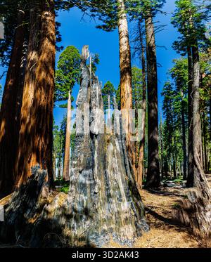 Sequoia National Park Burned Forest Fire Aftermath and Regrowth ...