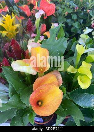 outdoor nursery display featuring vibrant hanging pots for flowers ...