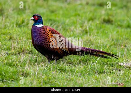 Game green and fluying high Stock Photo - Alamy