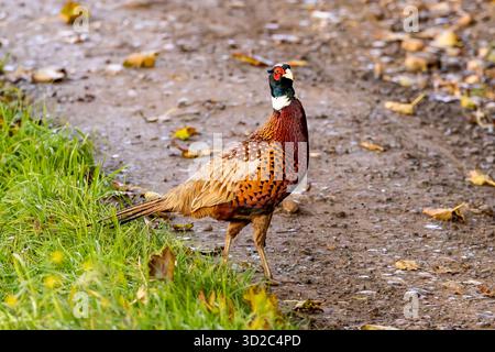 Game green and fluying high Stock Photo - Alamy