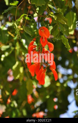 red flowers of a ceibo Stock Photo - Alamy