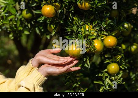 Woman harvesting tangerines on farm Stock Photo - Alamy