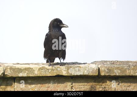 close-up of crow perched on a tree. portrait of crow Stock Photo - Alamy