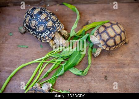 A selective focus shot of Leopard plant Stock Photo - Alamy