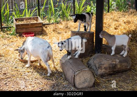 selective focus mini pygmy goat in a cage, cute short-legged little ...