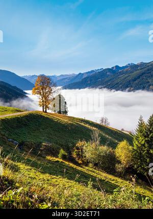 Autumn morning mountain and big lonely tree view from hiking path near ...