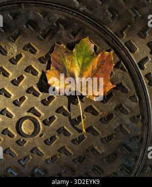 A fallen yellow maple leaf lies on snow covered ground Stock Photo - Alamy