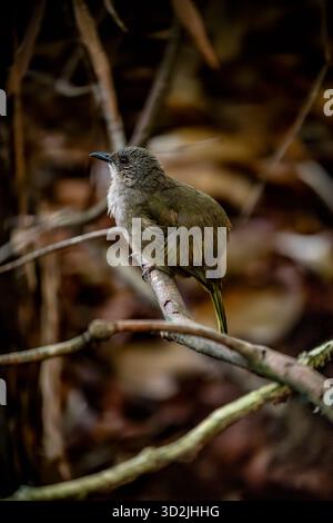 Olive-winged Bulbul (Pycnonotus plumosus) Aves Stock Photo - Alamy
