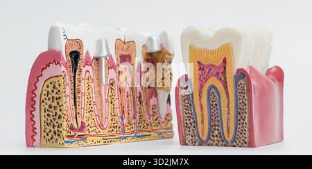 Cross-sections of nerves Stock Photo - Alamy