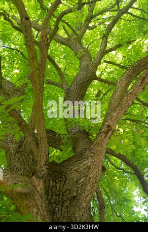 Looking up through the branches Stock Photo - Alamy